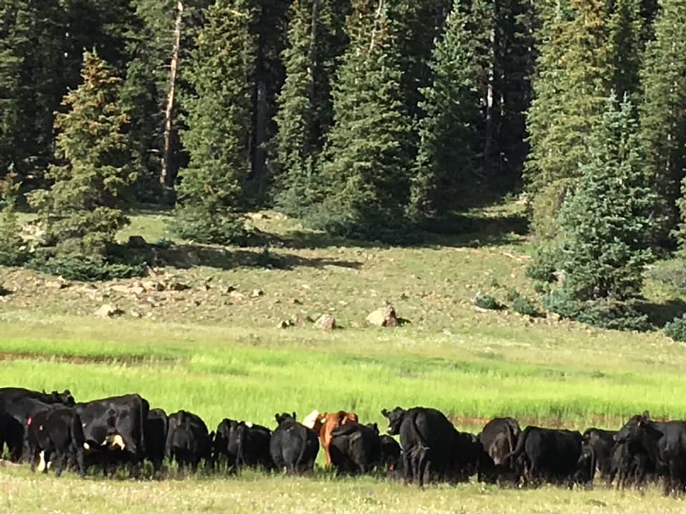 Cattle live – Hills & Hollows